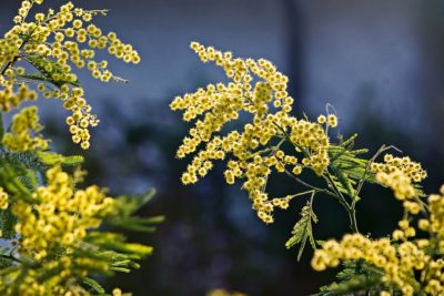 Fototropismo y otros movimientos de las plantas